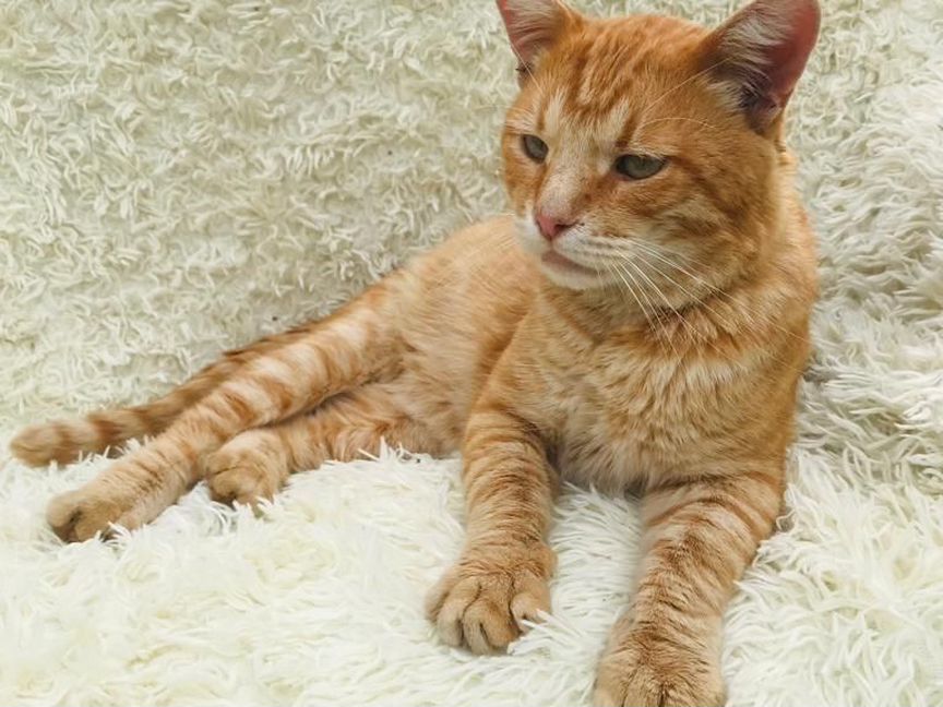 Рыжий кот, Семеныч