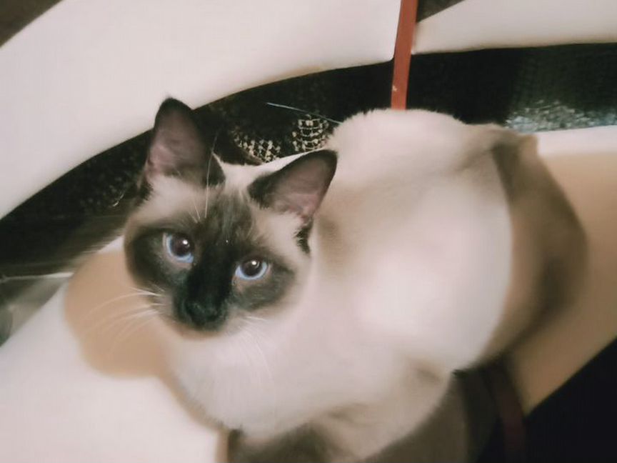 Тайская кошечка бесплатно