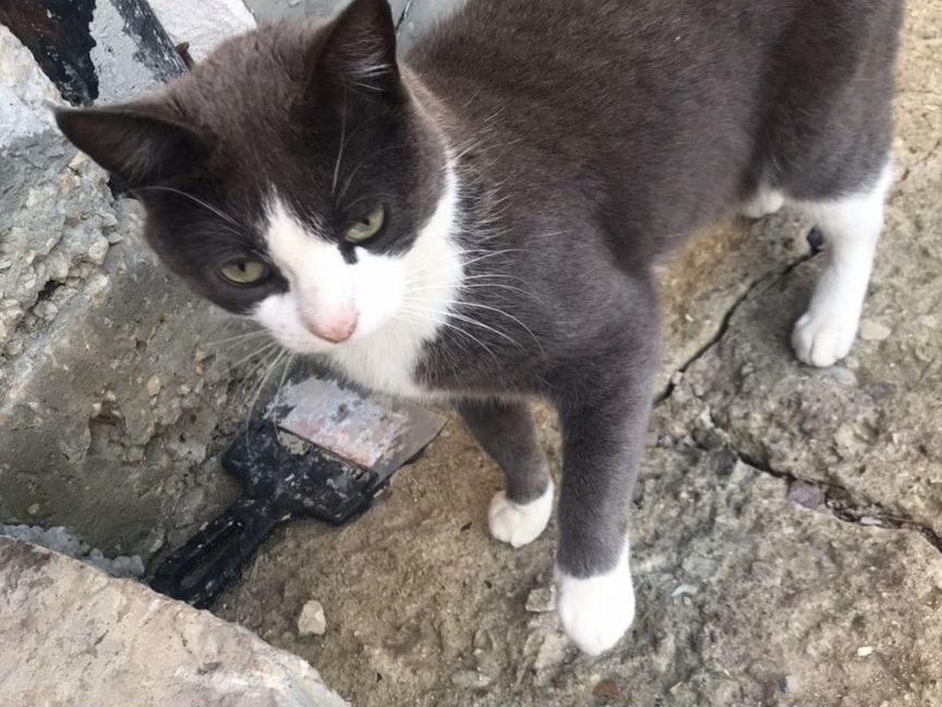Отдам бесплатно котика