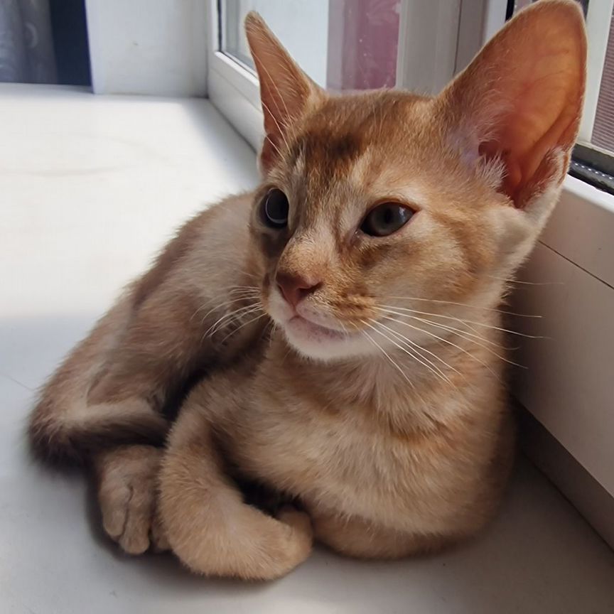 Абиссинский котёнок