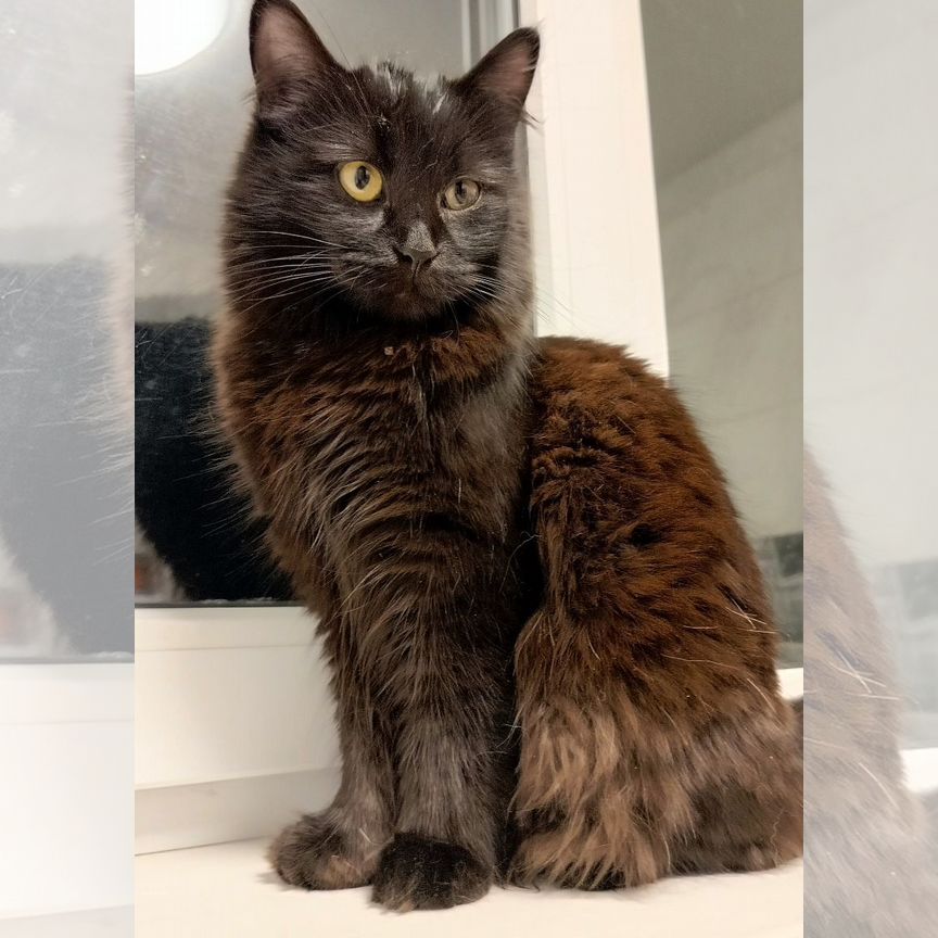 Кошечка