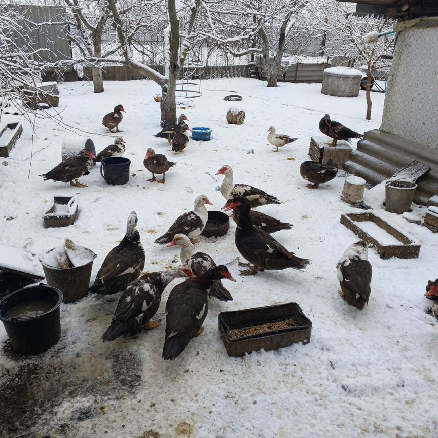 Мускусные утки на племя