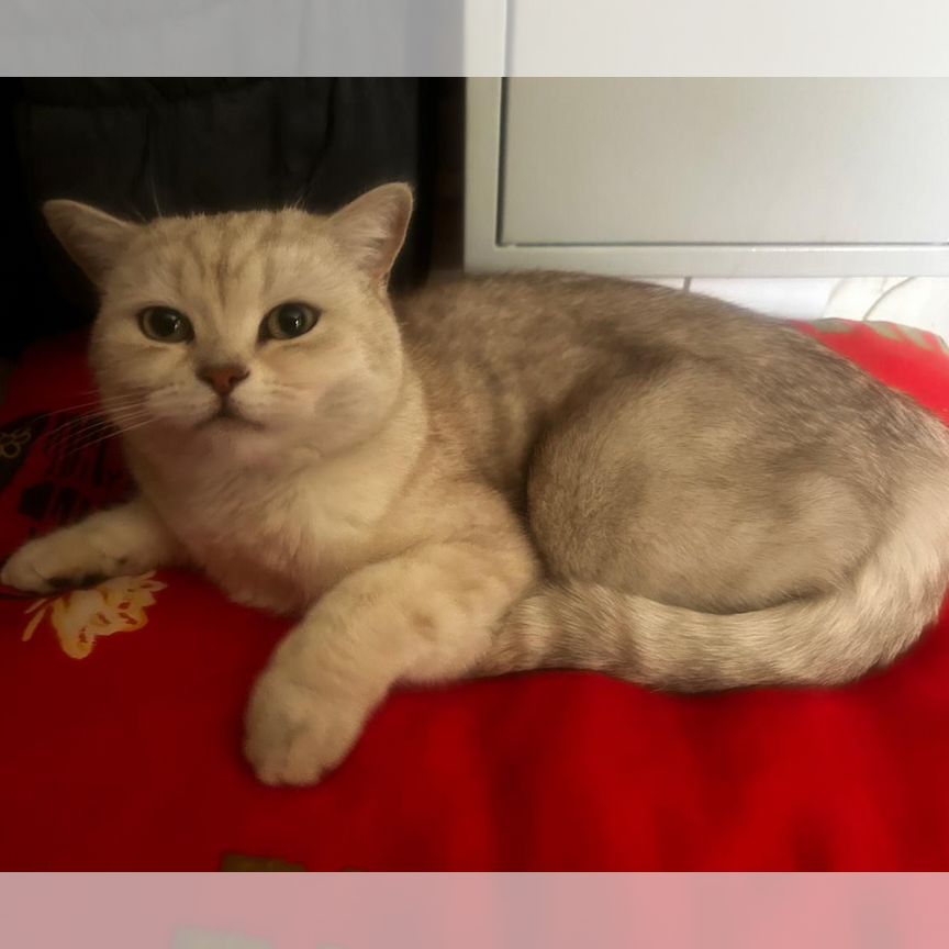 Кот британской породы
