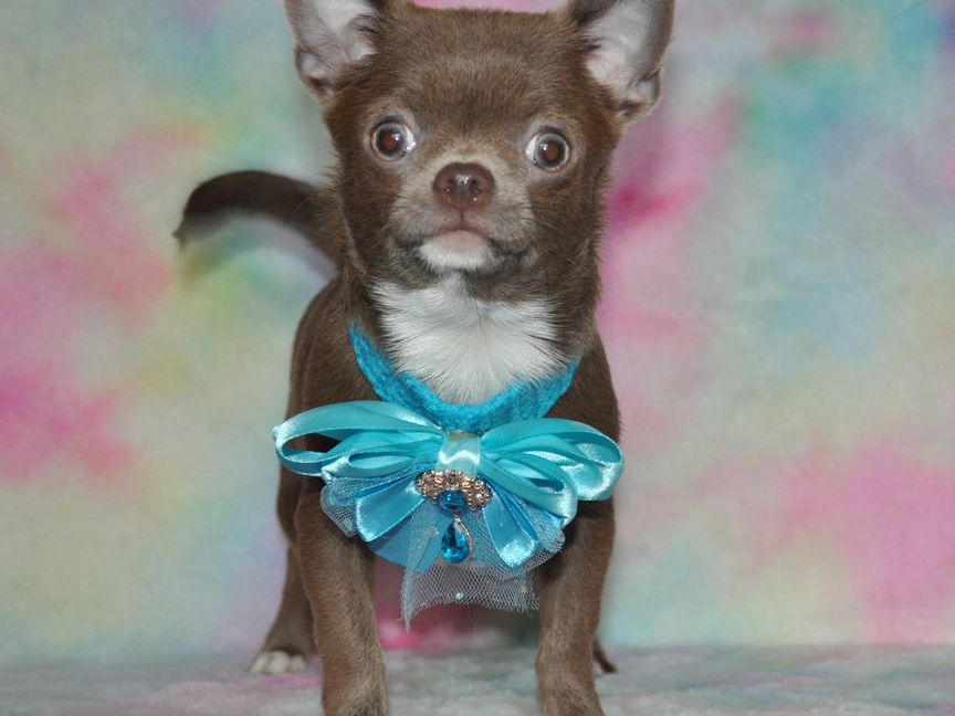 Лиловый красивый мальчик мини