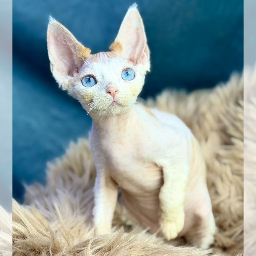Девон-рекс котёнок