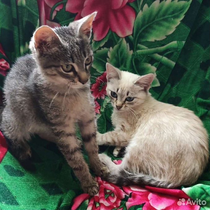 Котята за символическую плату. Деревенские