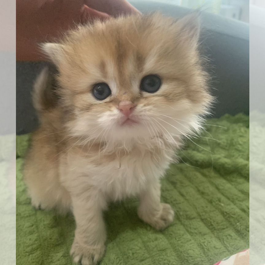 Британский длинношёрстный котёнок