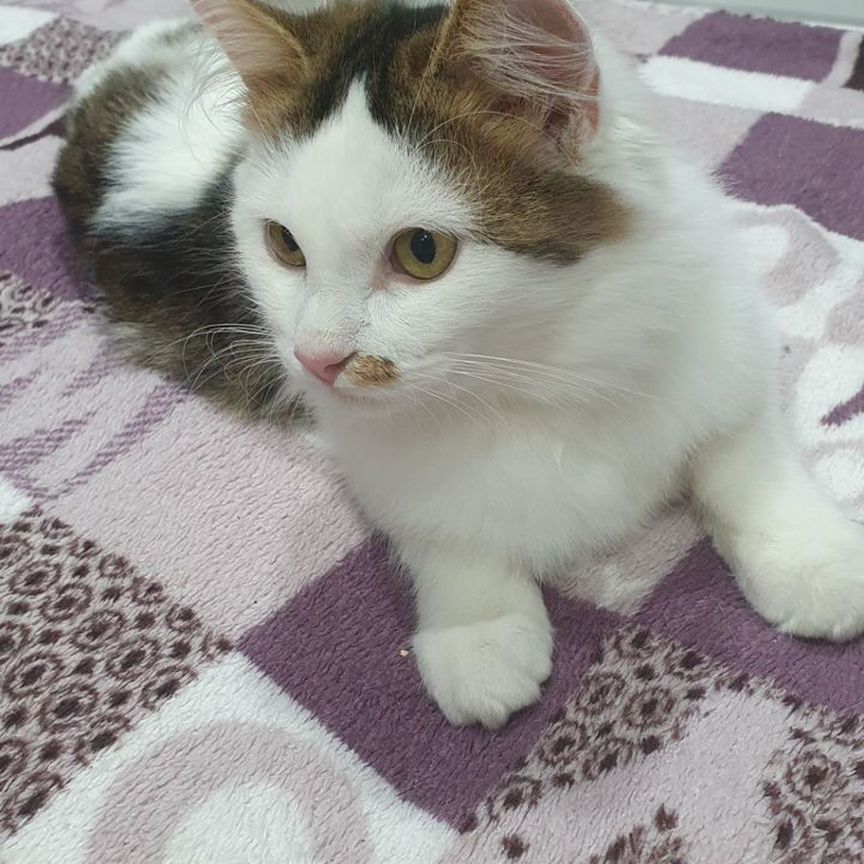 Котики в добрые руки