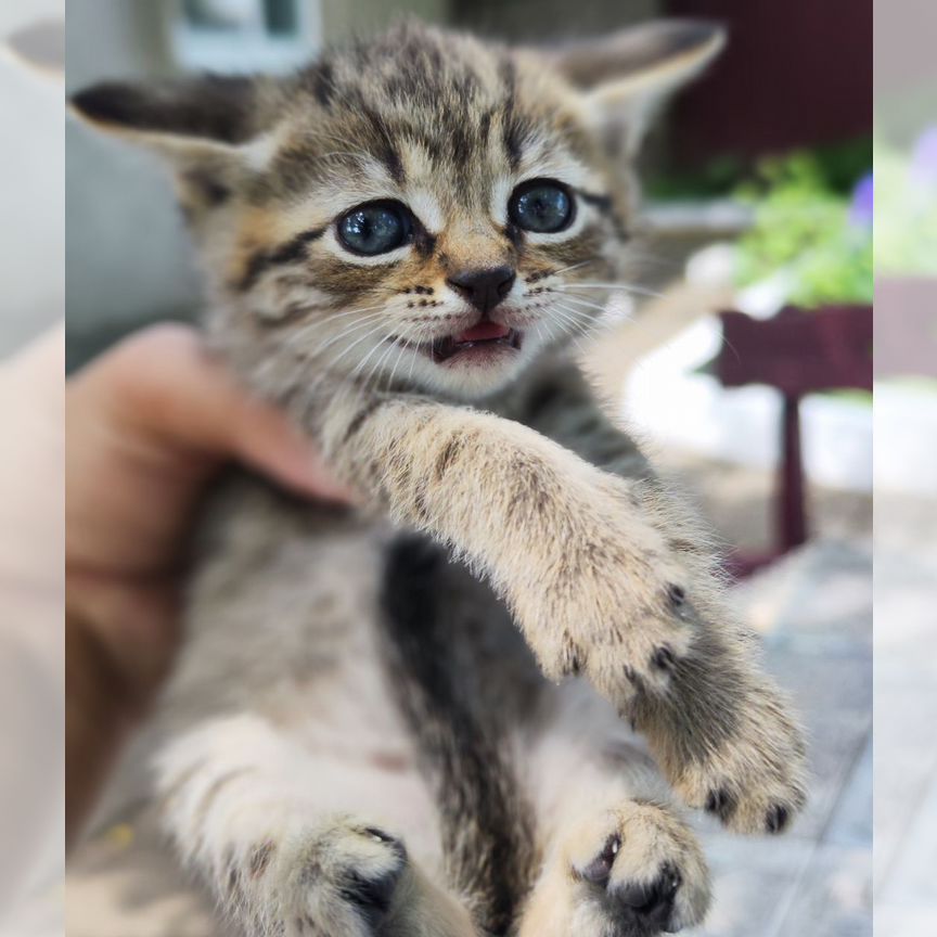 Котёнок в добрые руки