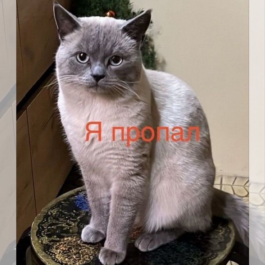 Взрослый кот от частного владельца