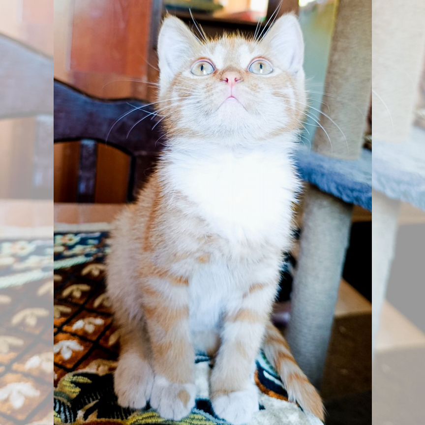 Британский короткошёрстный котёнок