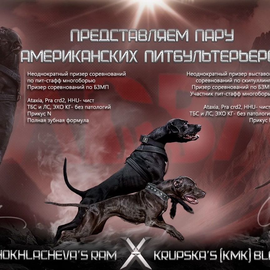 Питбули спортивного разведения