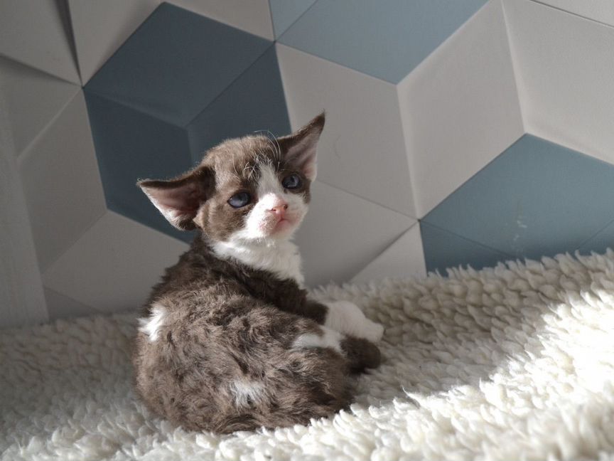 Девон рекс девочка