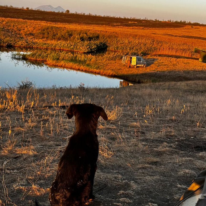 Собака в добрые руки отдам бесплатно