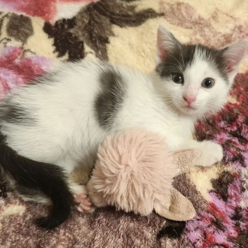 Котёнок в добрые руки