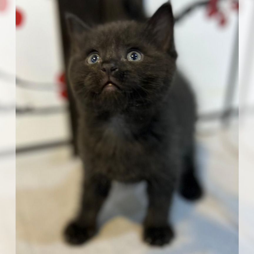 Черный маленький котёнок от домашней кошки
