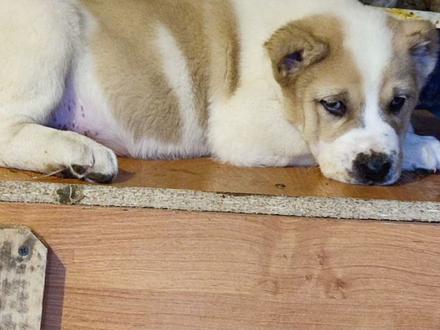 Щенки сао алабай