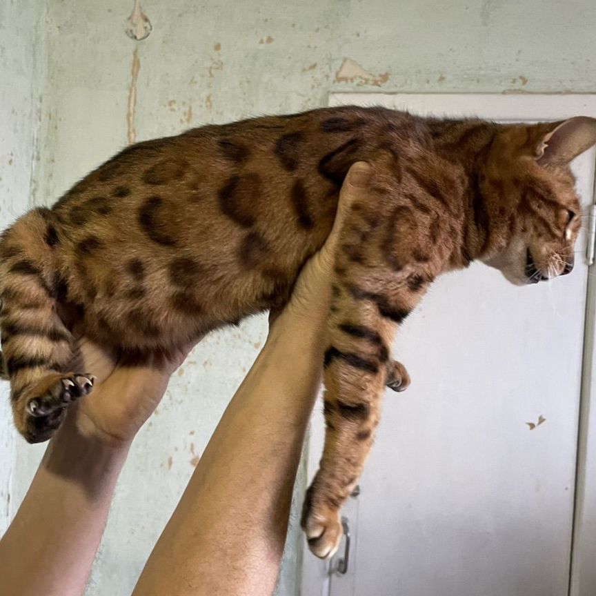 Бенгальская кошка