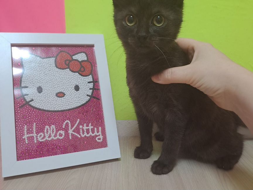 Приученный к лотку котенок