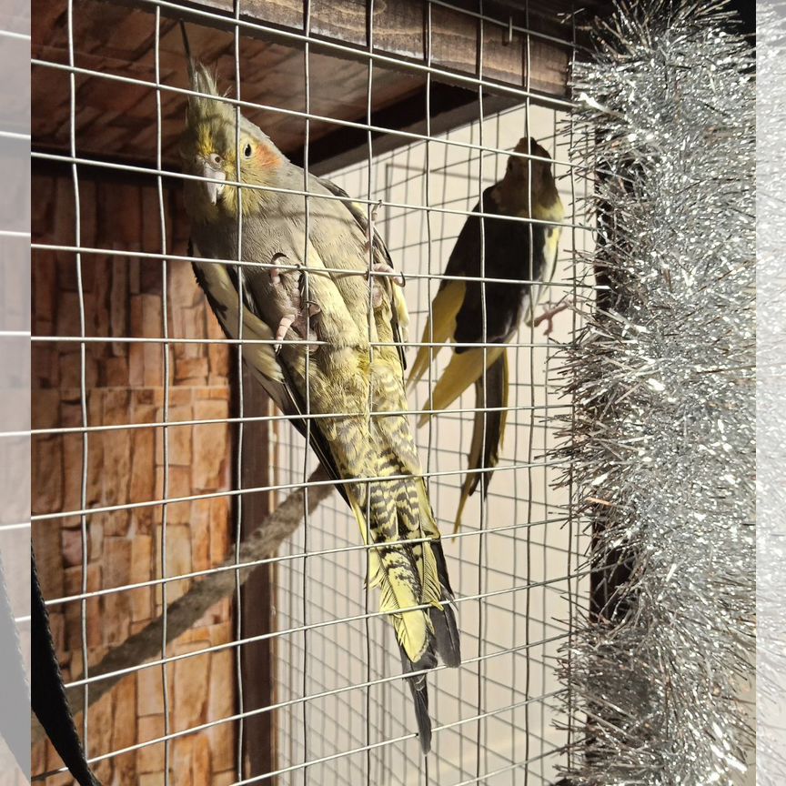 Попугай корелла с клеткой