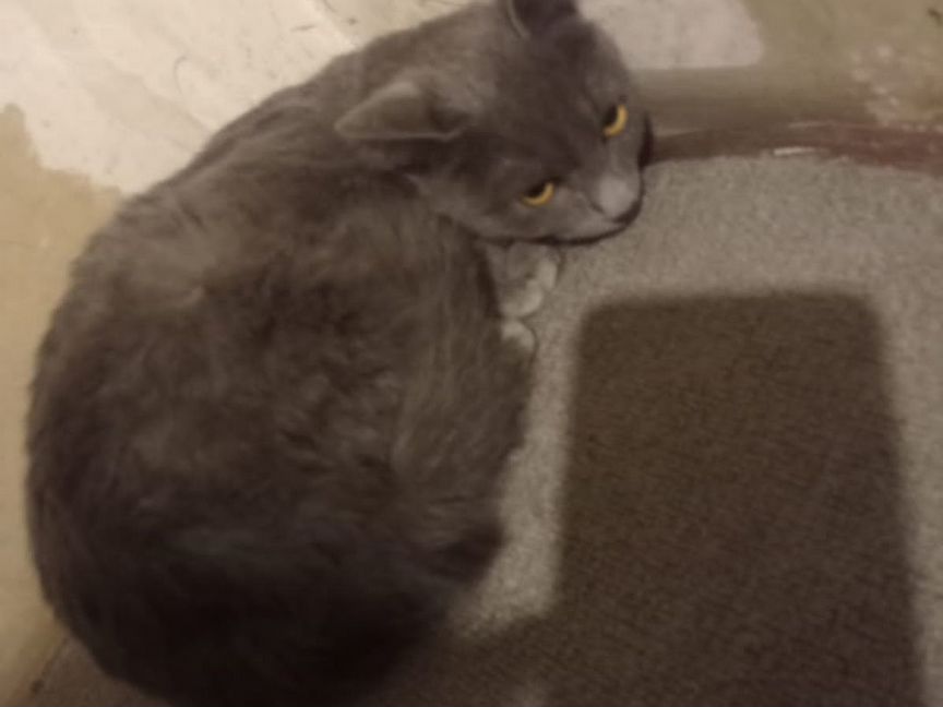 Люди спасите котенка