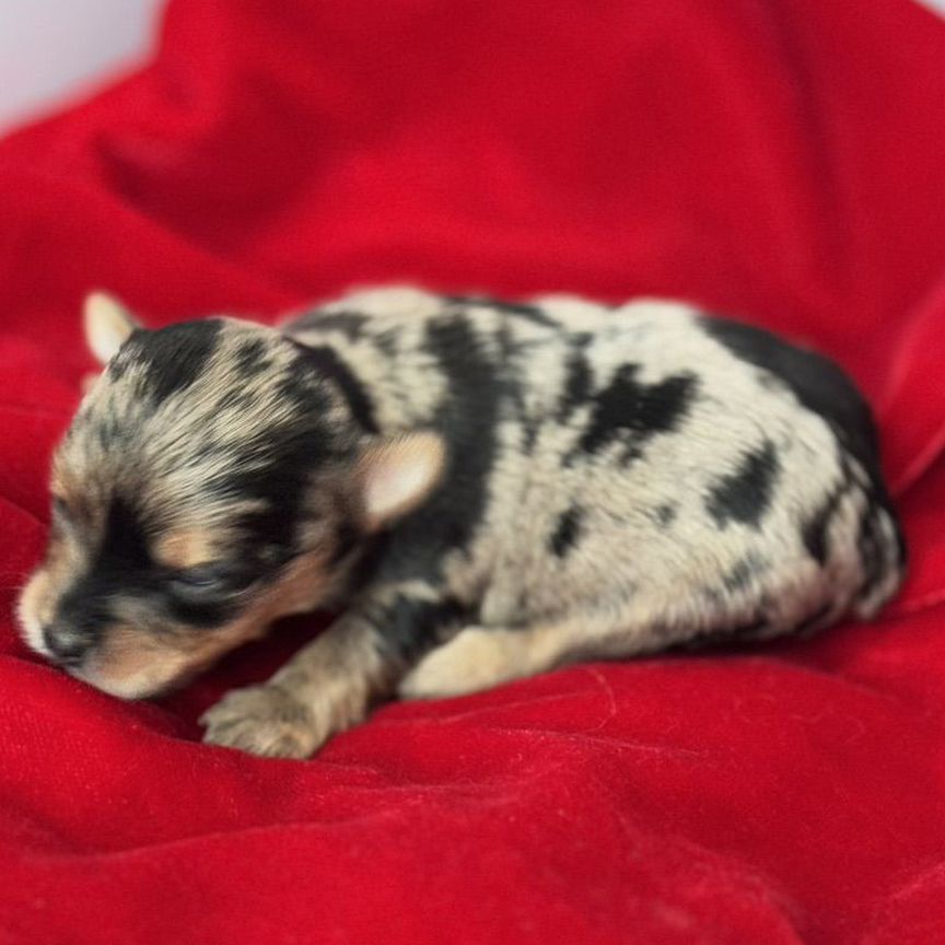 Йоркширский терьер, щенок