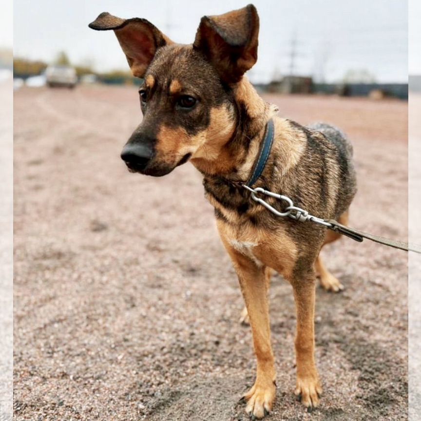 Взрослый пёс в добрые руки