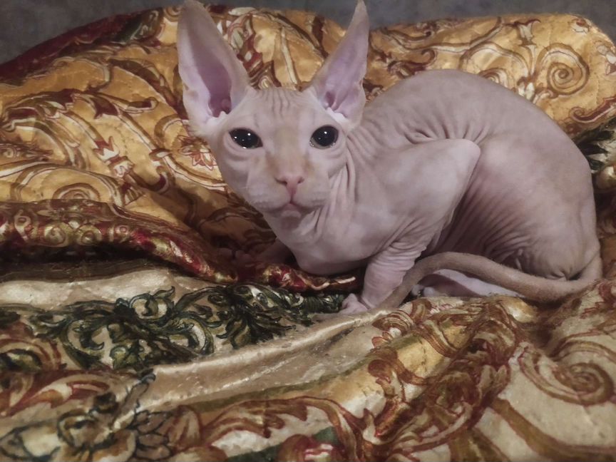 Канадский сфинкс котенок девочка