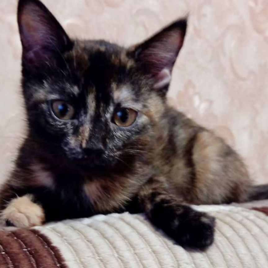 Кошечка
