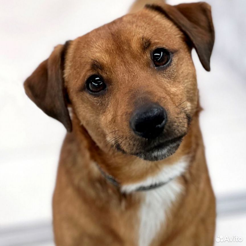 Маленькая собака в добрые руки