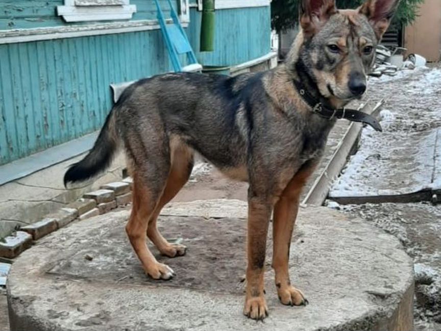 Щенок
