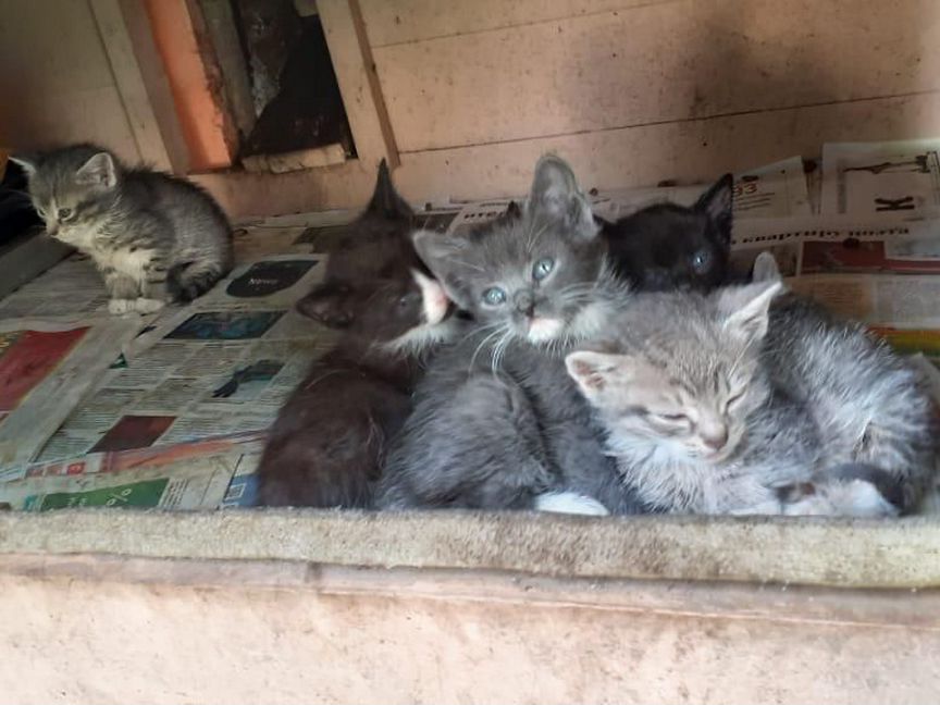 Котята