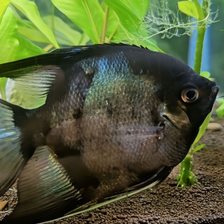 Скалярия пиной