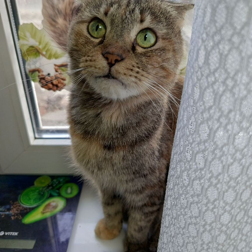 Кошки в добрые руки