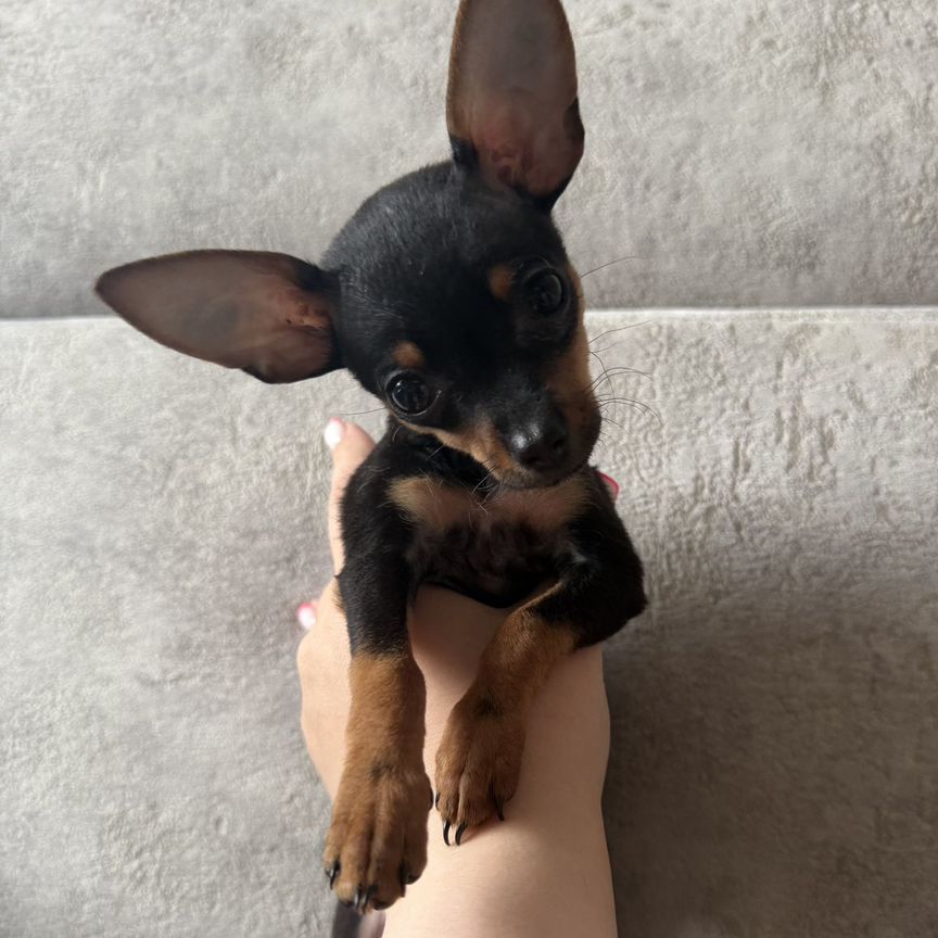 Русский той-терьер, щенок