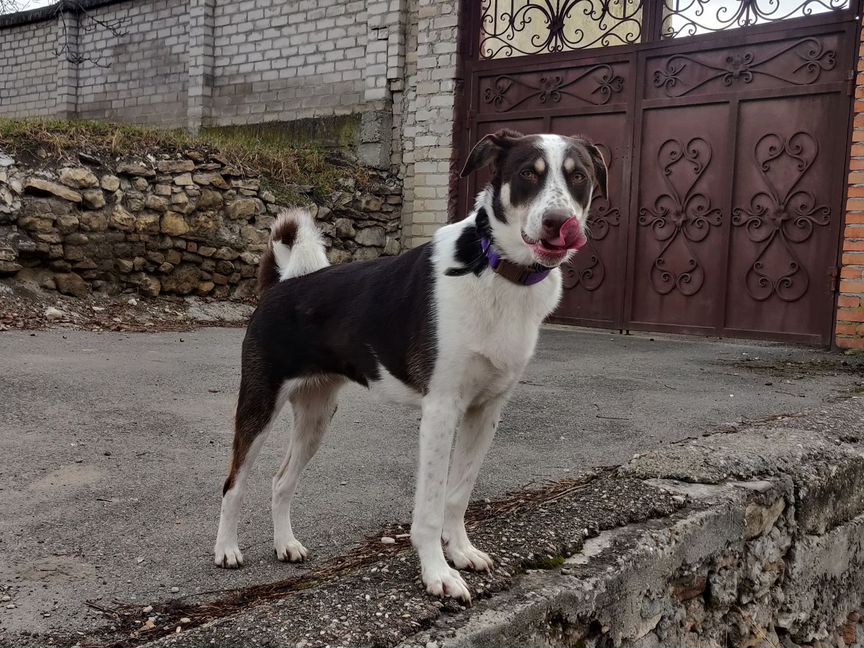 Шоколадная красавица