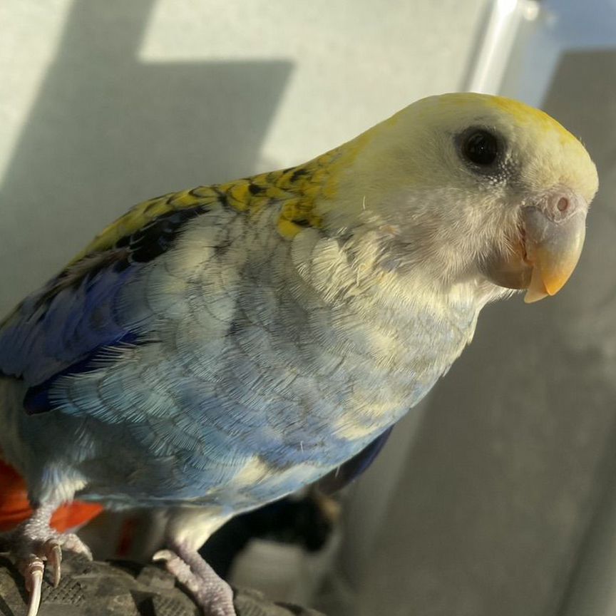 Розелла Бледноголовая (девочка) Поиск Самца