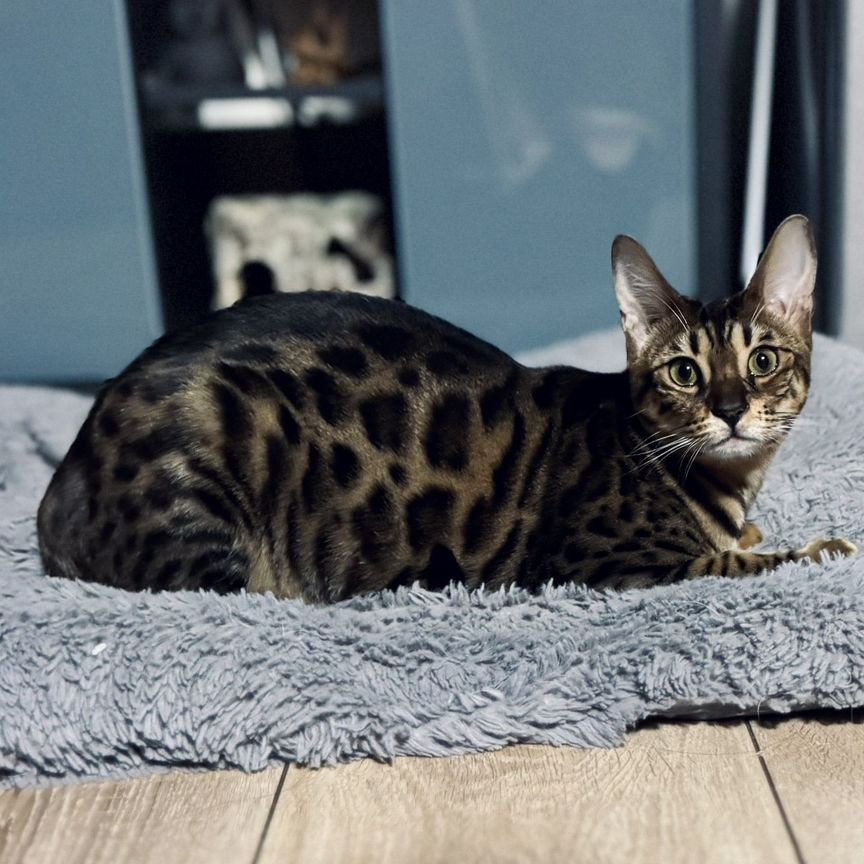 Бенгальская, взрослая кошка