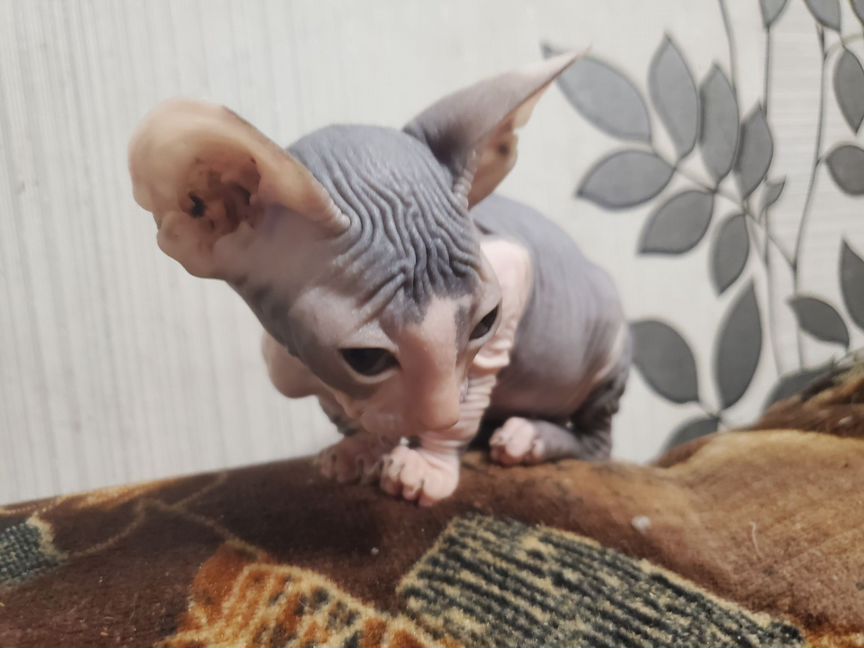 Кошки