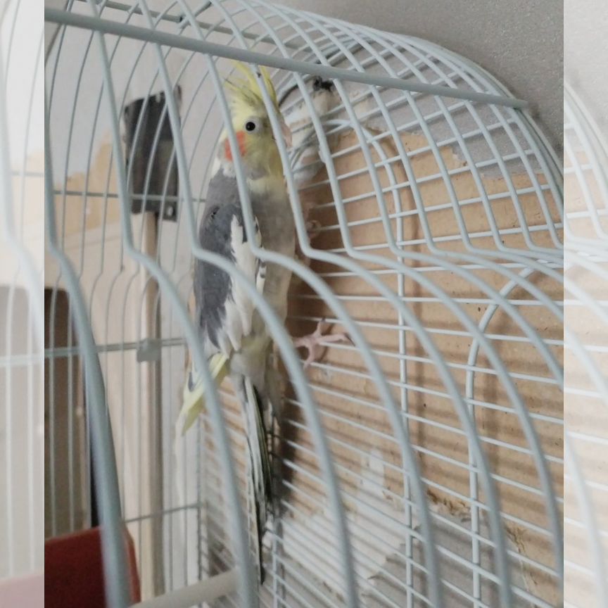 Попугай Корелла с клеткой