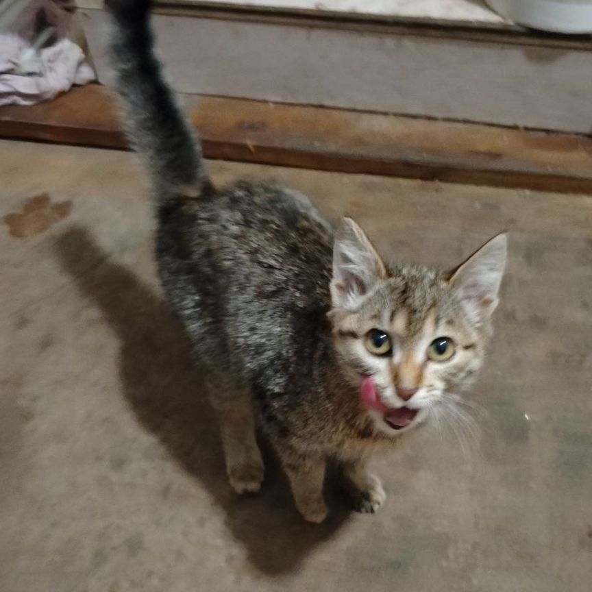 Яванский котёнок