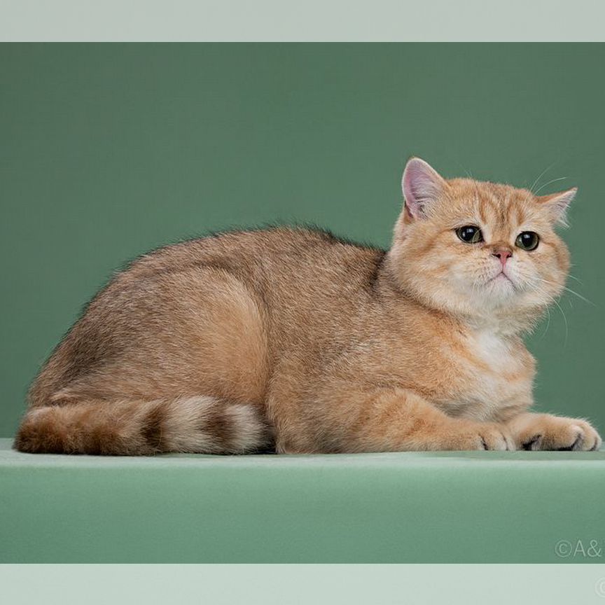 Шотландский прямоухий короткошёрстный котёнок