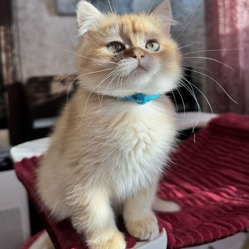 Шотландский прямоухий короткошёрстный котёнок