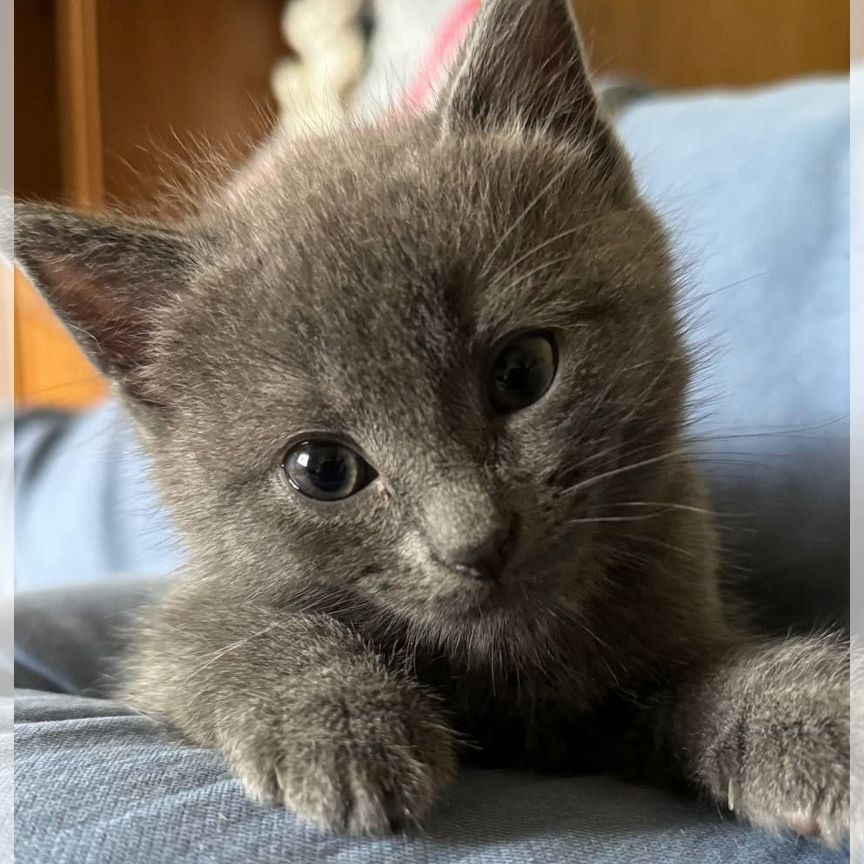 Котëнок в добрые руки