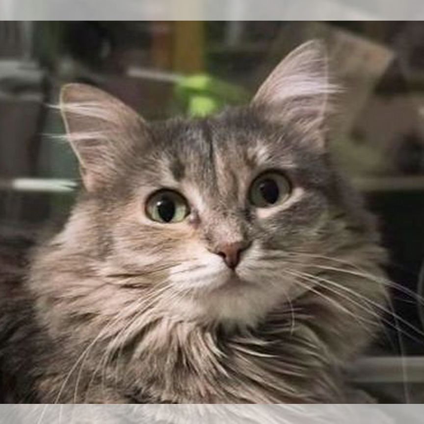 Взрослая кошка в добрые руки