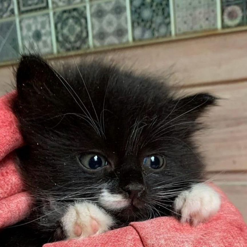 Котëнок Лучик мальчик 1,5 мес плюшевый пушистик