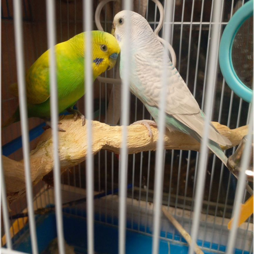 Волнистые попугайчики с клеткой и приданным