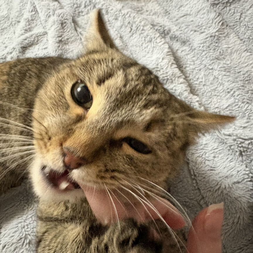 Европейский короткошёрстный котёнок