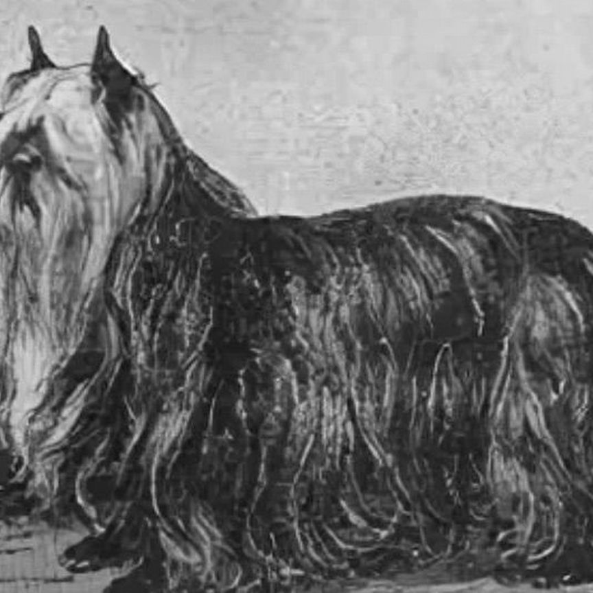 Отдам бесплатно Йорка