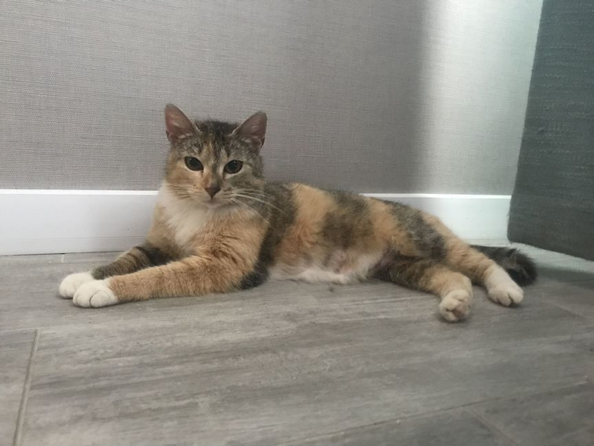 Самая добрая кошка